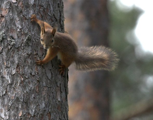 Верверица (Sciurus vulgaris) - MacedoniaHunting