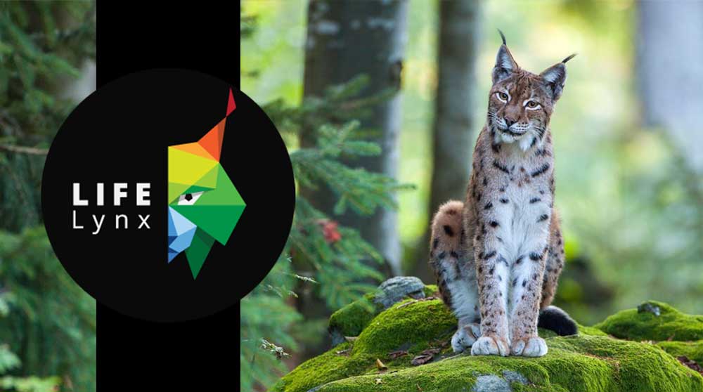 LIFE Lynx проект за спасување на динарски и југоисточен алпски рис ...
